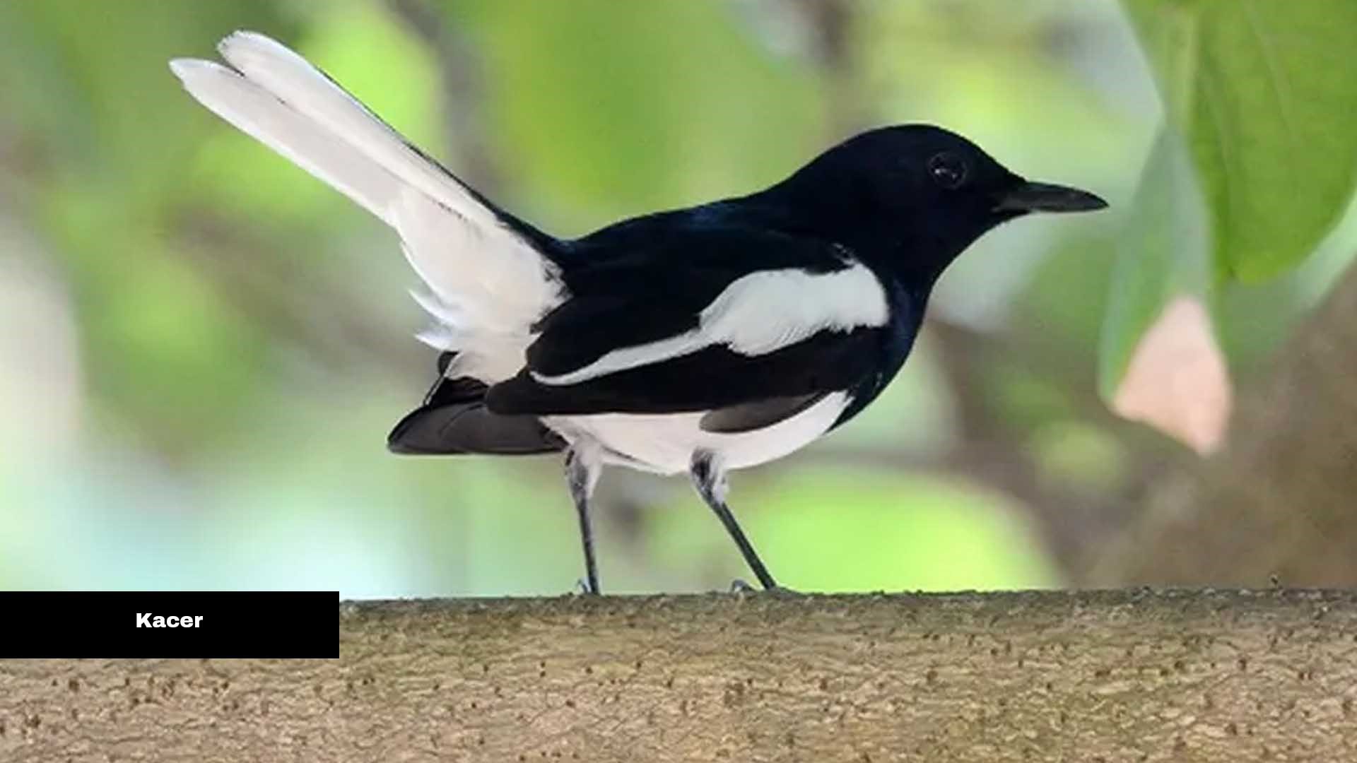 Burung Kicau Paling Terkenal di Indonesia dan Mahal
