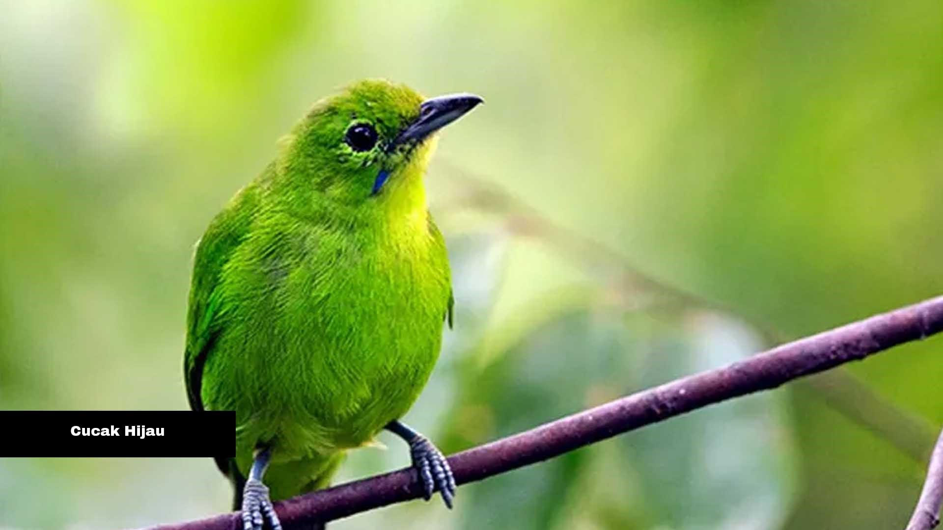 Burung Kicau Paling Terkenal di Indonesia dan Mahal
